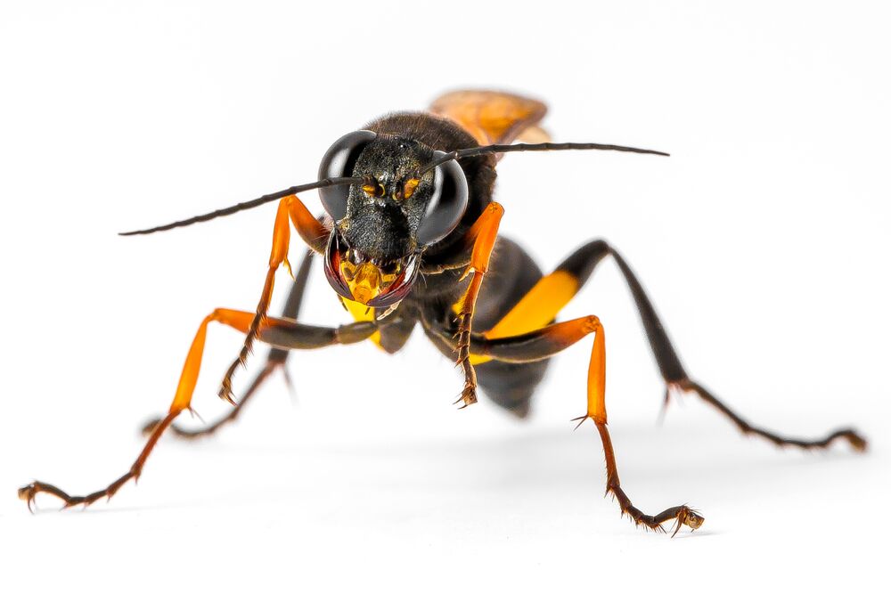 dirt bug wasp